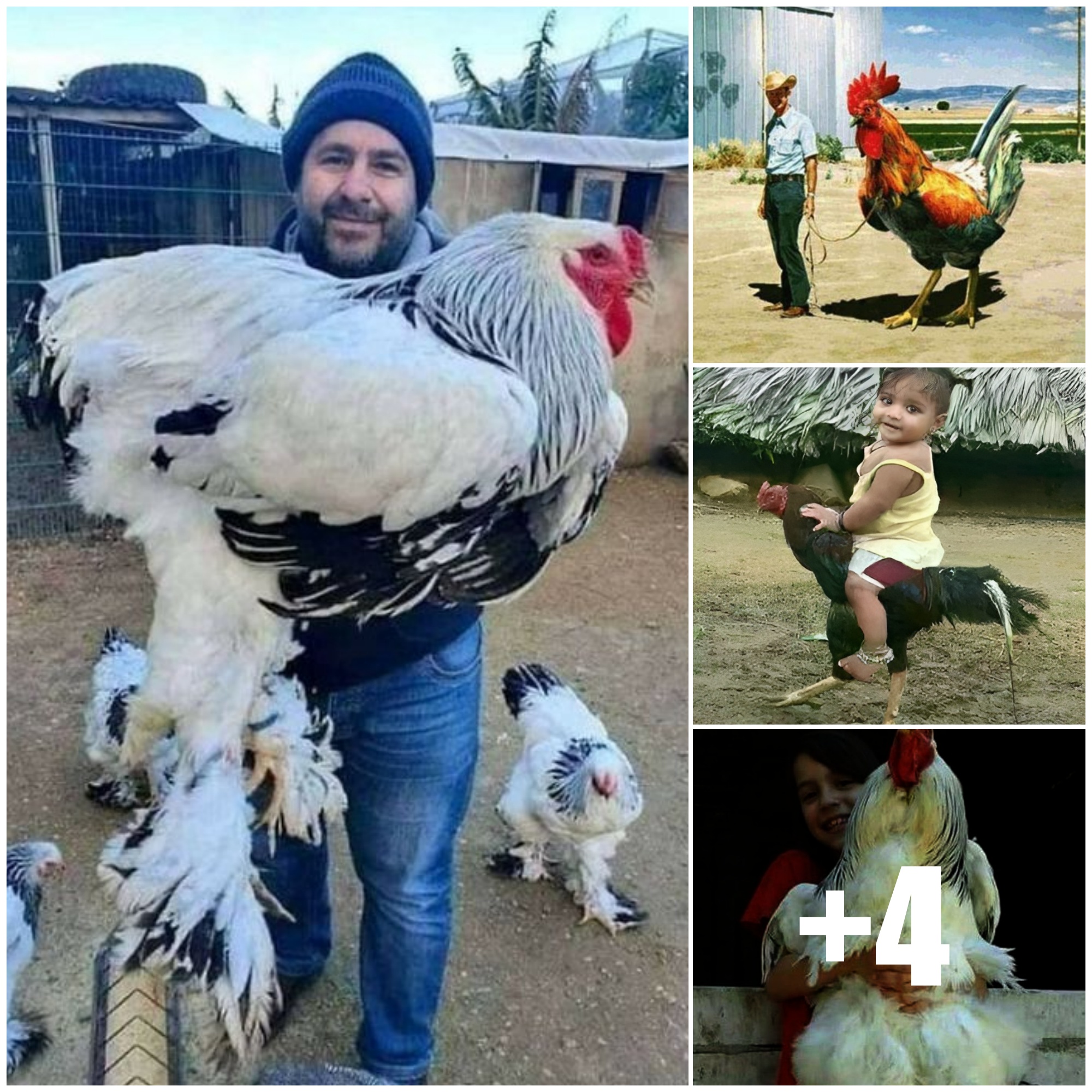 The world was amazed by the colossal giant chicken of 100 kilograms ...