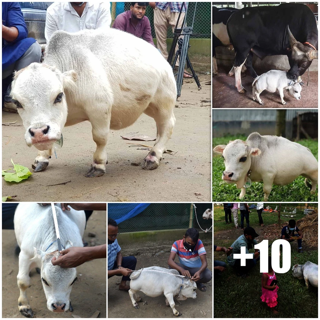 “Tiny Marvel: Introducing Rani, the world's smallest cow standing just ...
