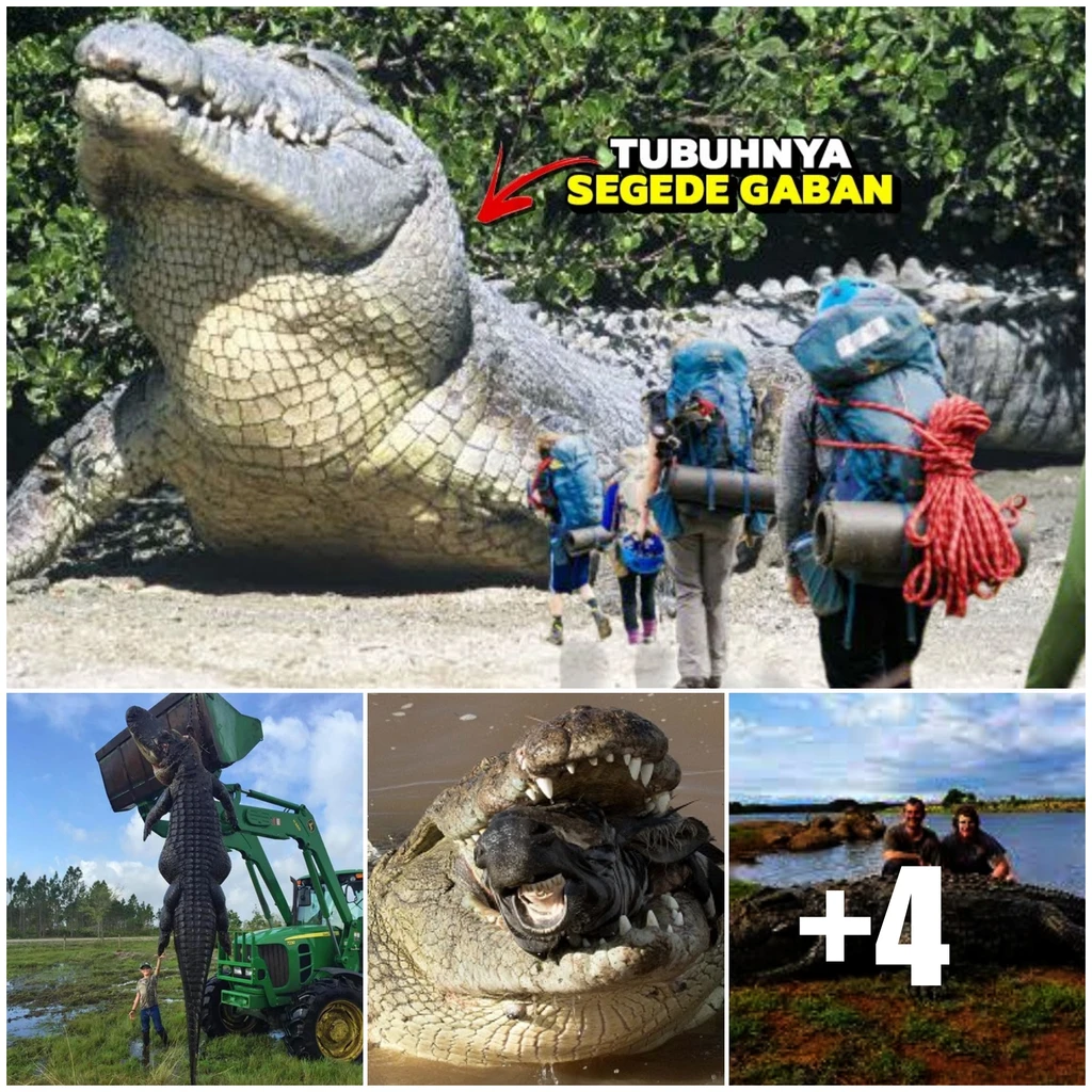 Real evidence of the largest crocodile in the world with a height of ...