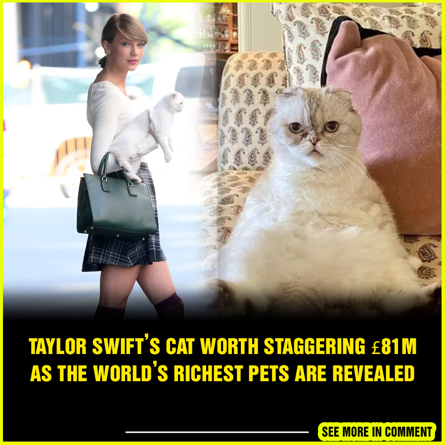 Taylor Swift’s cat worth staggering £81m as the world’s richest pets ...