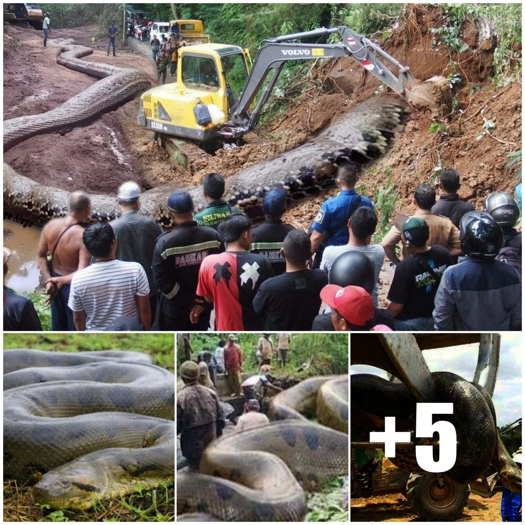 Giant ancient snake: In their town they found a snake more than 18 ...