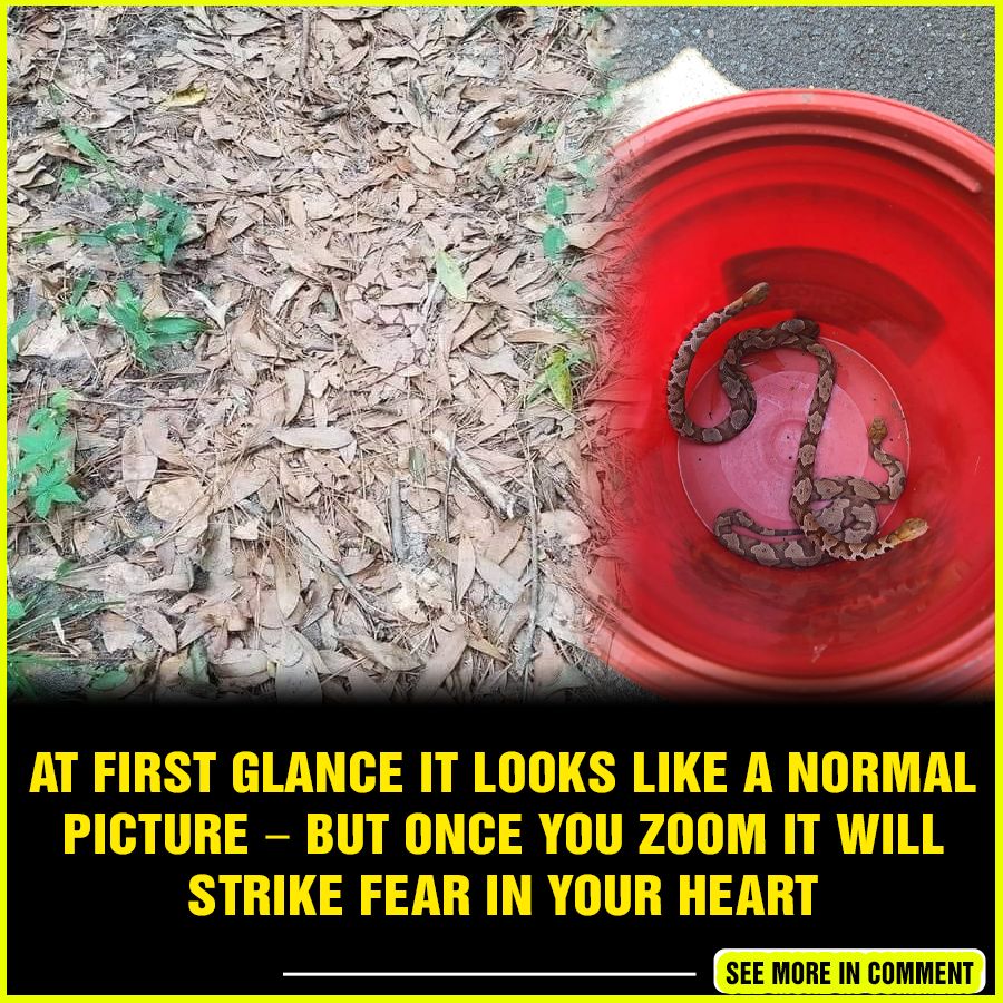 At First Glance It Looks Like A Normal Picture – But Once You Zoom It ...