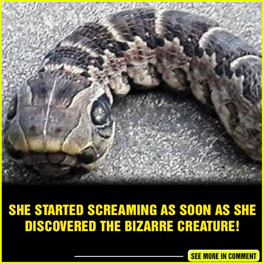 She started screaming as soon as she discovered the bizarre creature ...