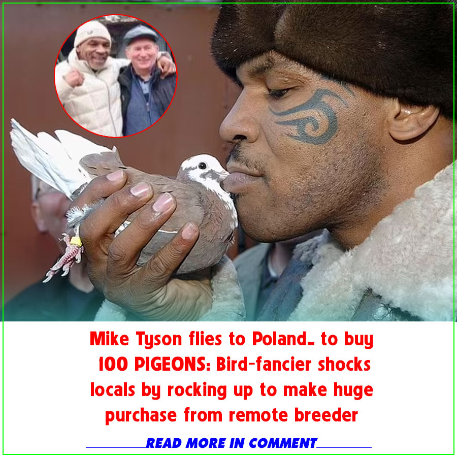Mike Tyson flies to Poland.. to buy 100 PIGEONS: Bird-fancier shocks ...