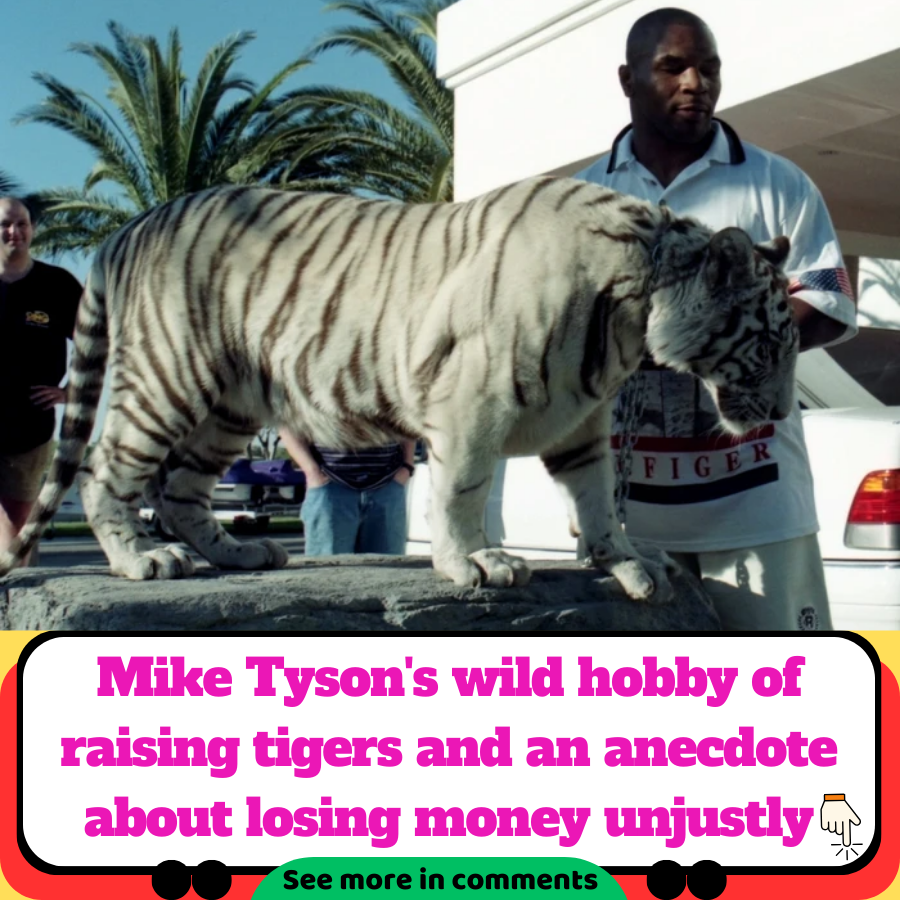 Mike Tyson's wild hobby of raising tigers and an anecdote about losing ...