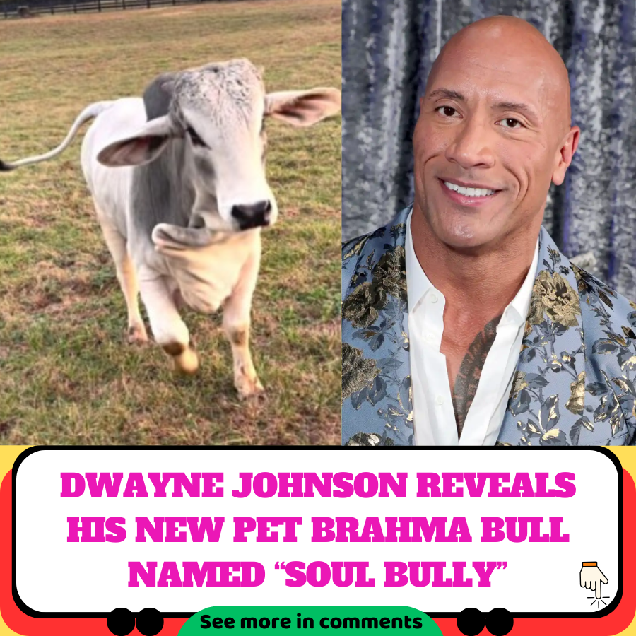DWAYNE JOHNSON REVEALS HIS NEW PET BRAHMA BULL NAMED “SOUL BULLY” - News