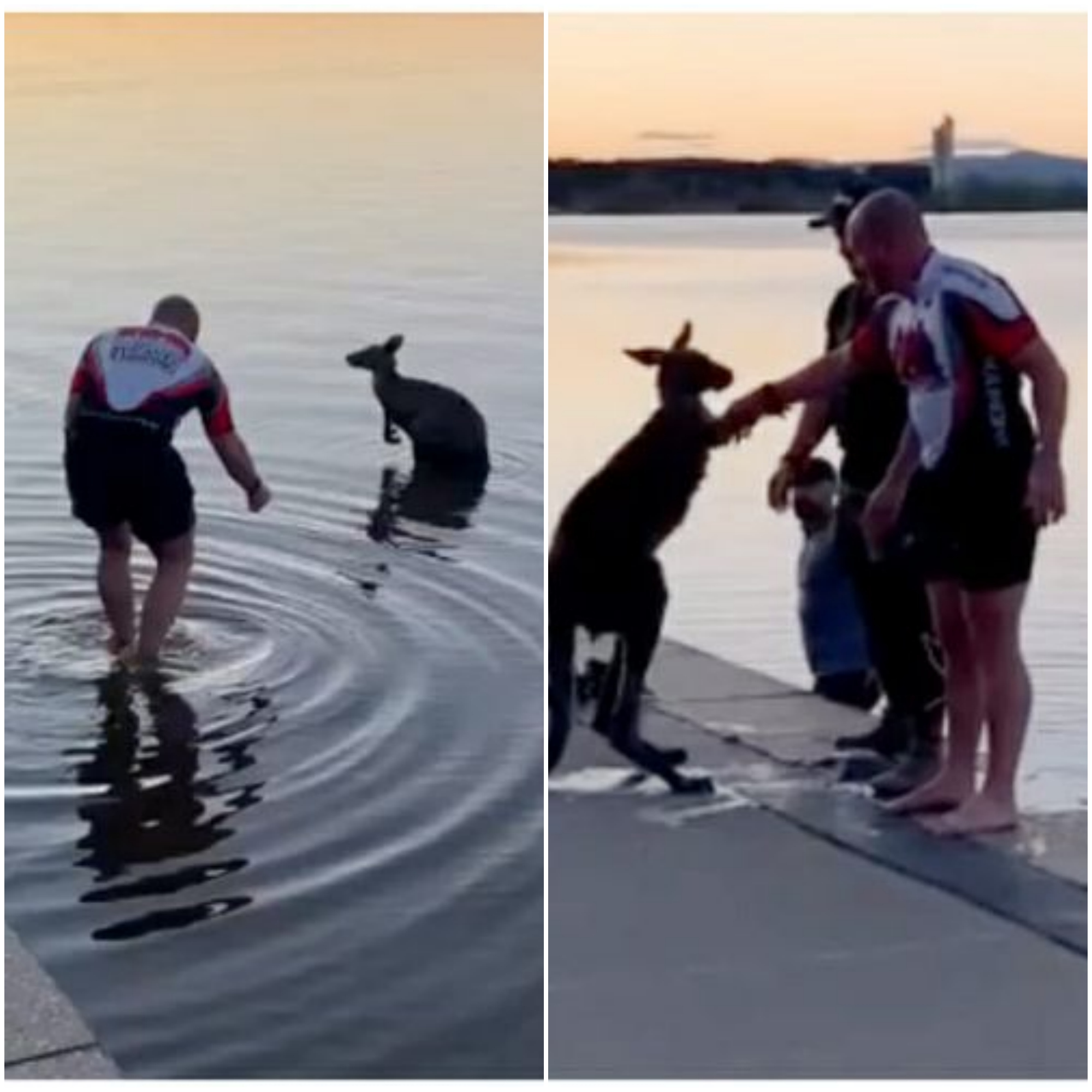UNBELIEVABLE: Thankful kangaroo offers a handshake after three men save ...