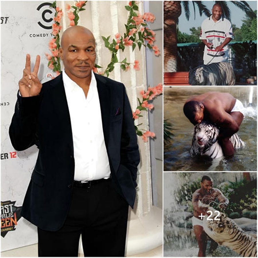 Mike Tyson’s Revelation That There Were Three White Tigers In His House ...