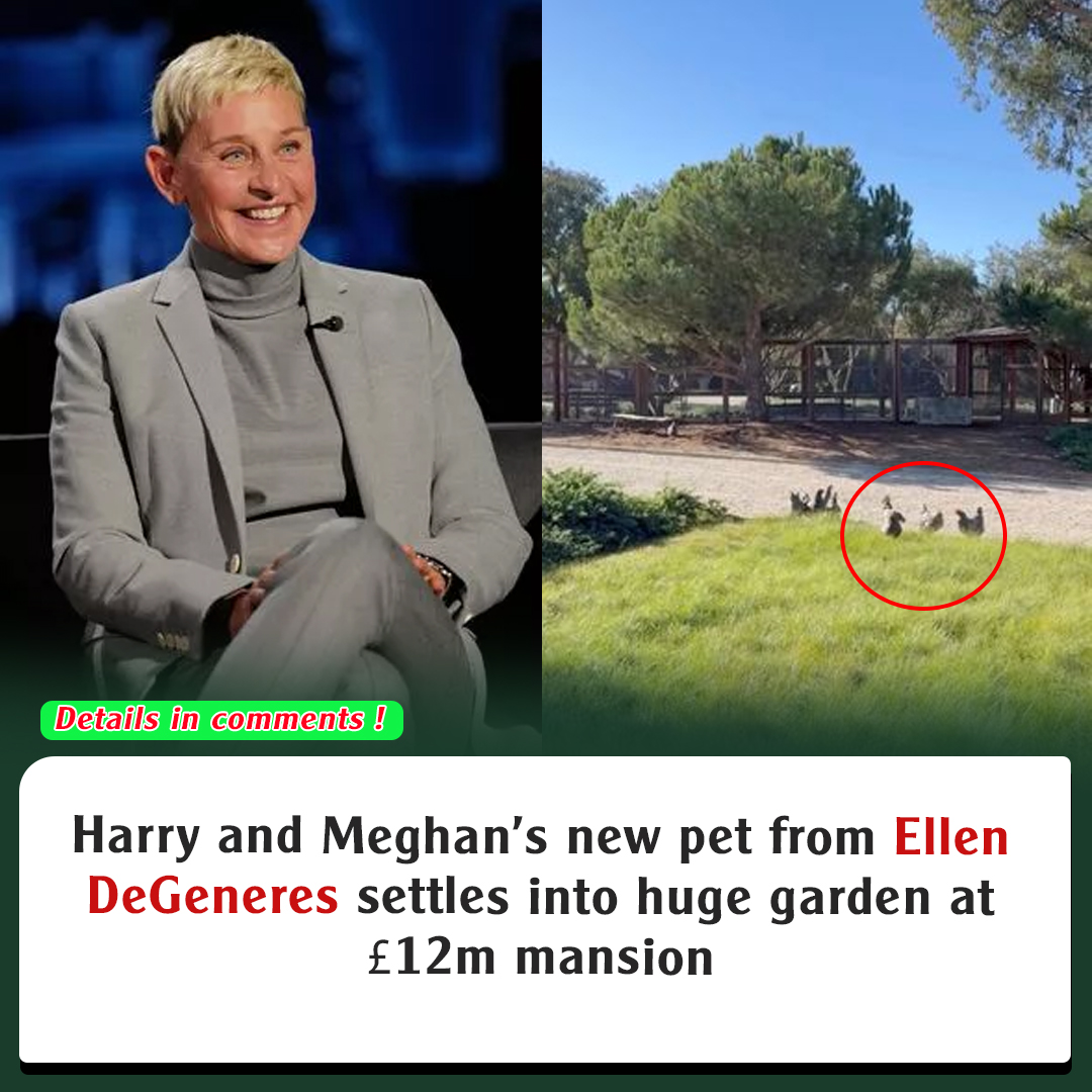Harry and Meghan’s new pet from Ellen DeGeneres settles into huge ...