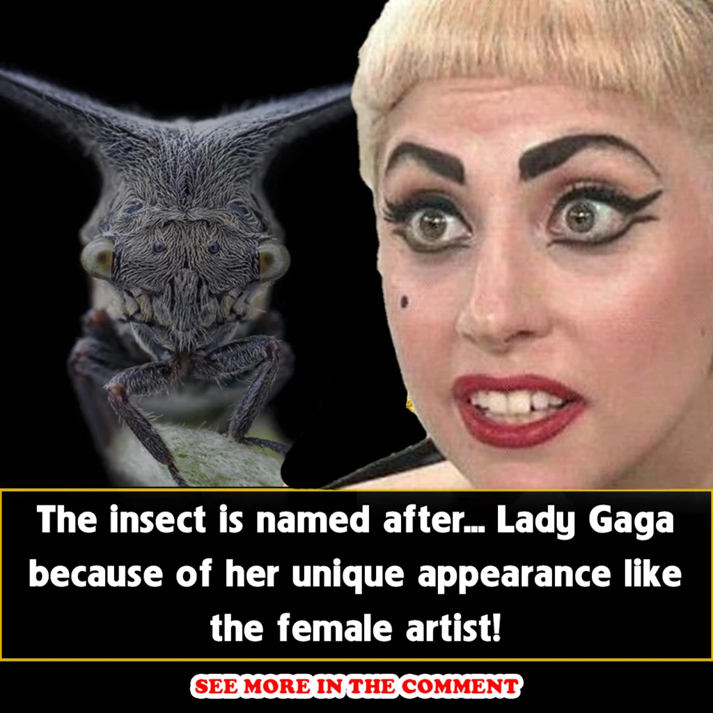 (X) The insect is named after... Lady Gaga because of her unique ...