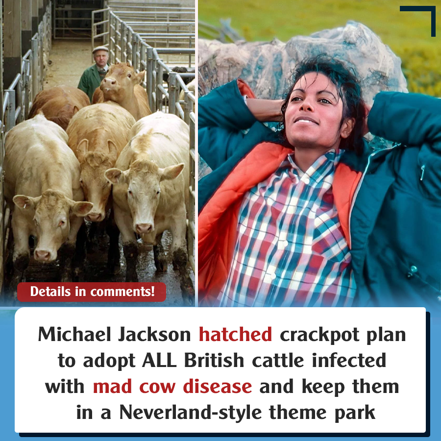 Michael Jackson hatched crackpot plan to adopt ALL British cattle ...