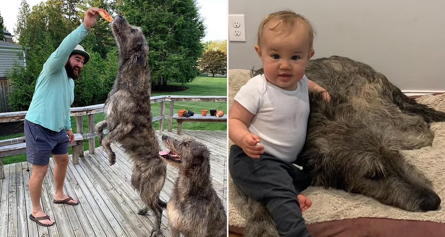 “We wouldn’t wanna near those BEASTS” – Fans shares as Jason Kelce ...