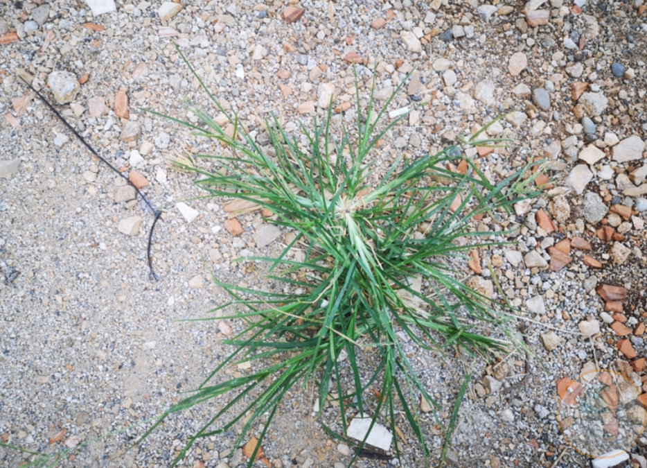 Goosegrass: Health Benefits and Uses - News