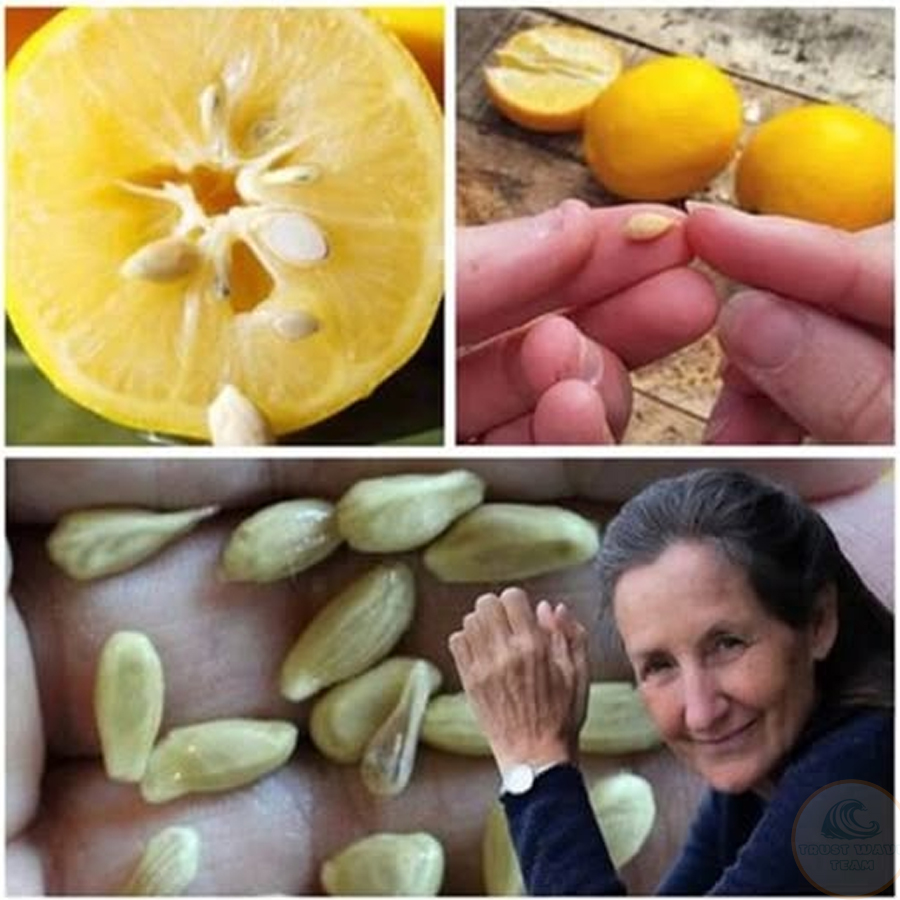 🍋 Don’t Throw Away Lemon Seeds! Here’s Why They’re So Valuable 🍋 - News