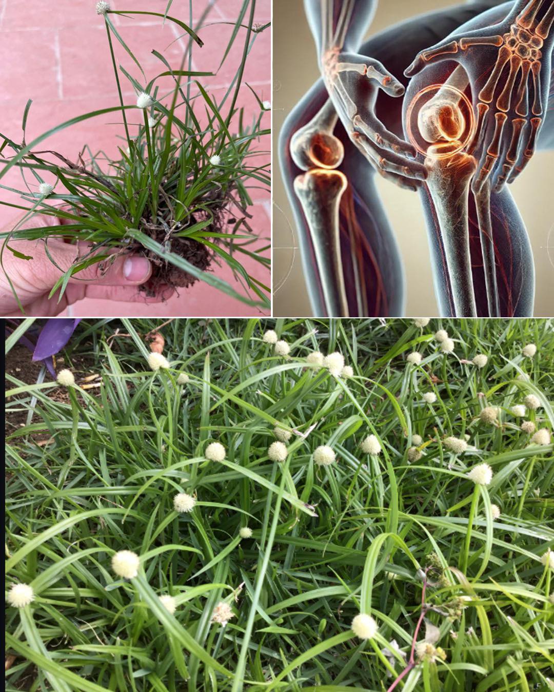 Kyllinga brevifolia (Rottb): Benefits and How to Use It - News