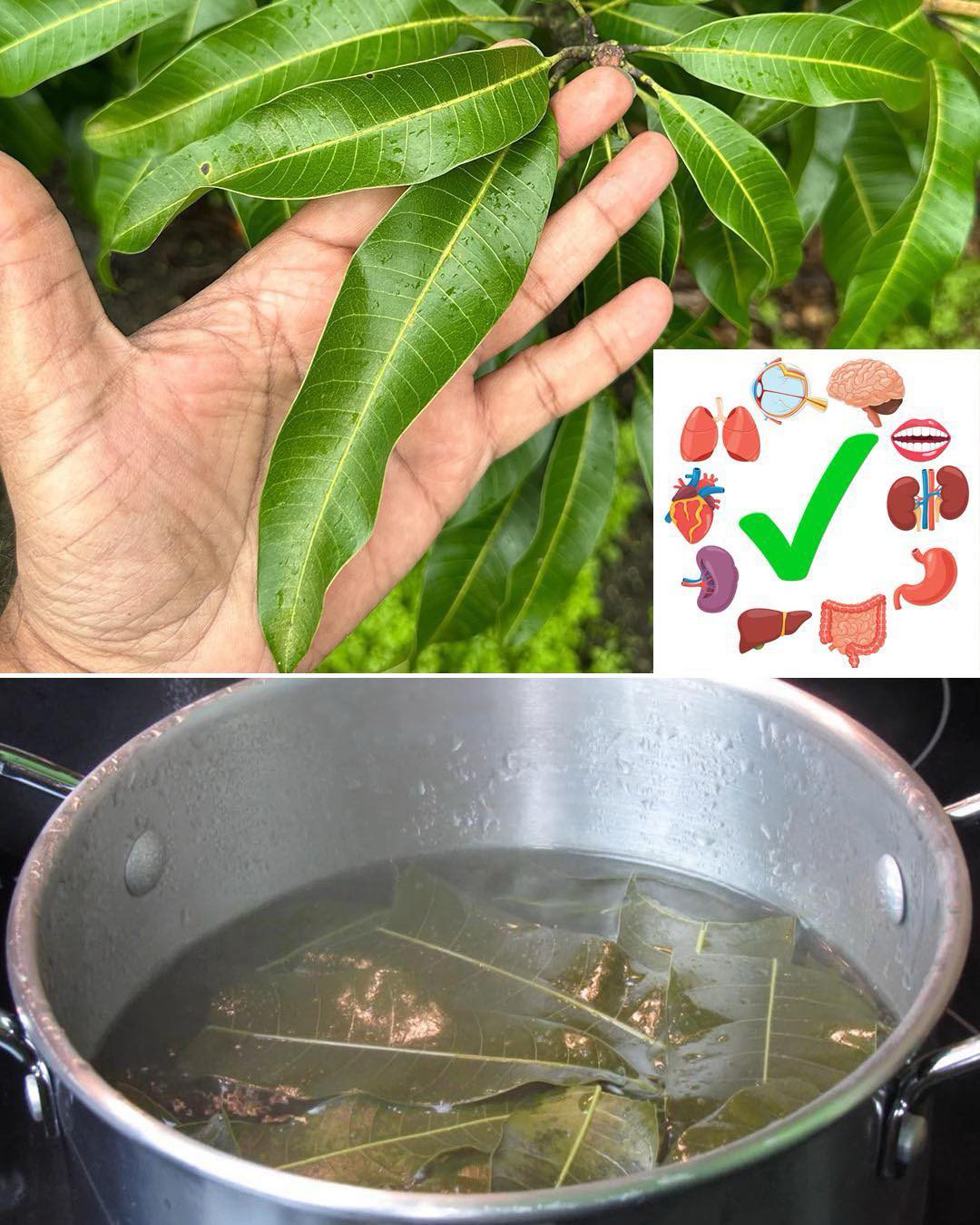 The Hidden Power of Mango Leaves: 30 Benefits and Homemade Uses - News