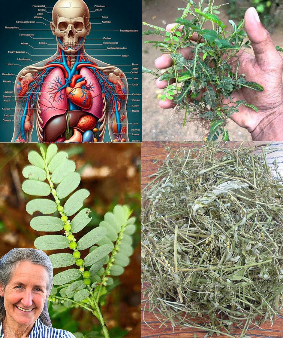 Phyllanthus Niruri: The Powerful “Stone Breaker” Herb for Kidney Stones ...
