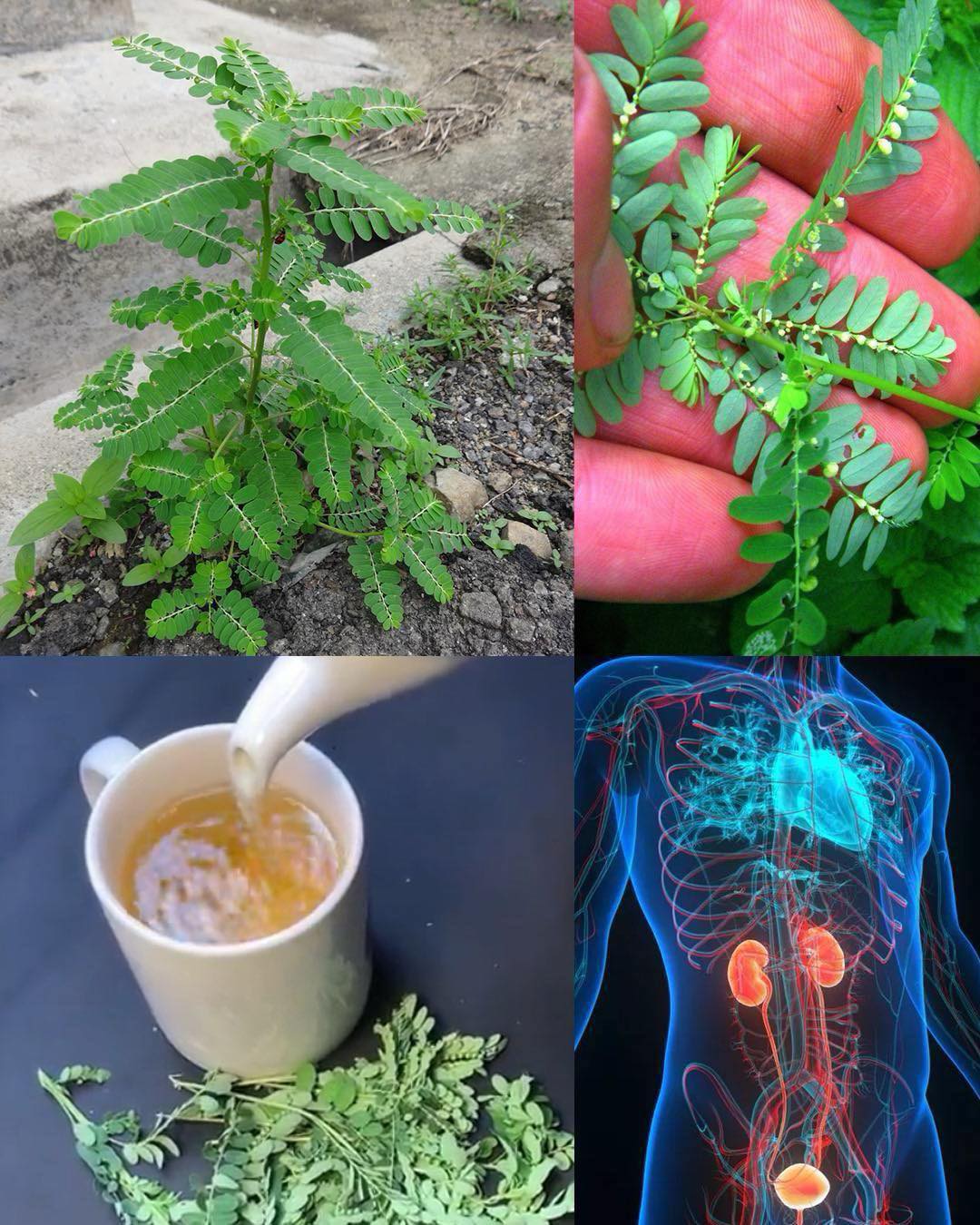 The Stone Breaker Plant: Nature’s Remedy for Kidney Stones - News