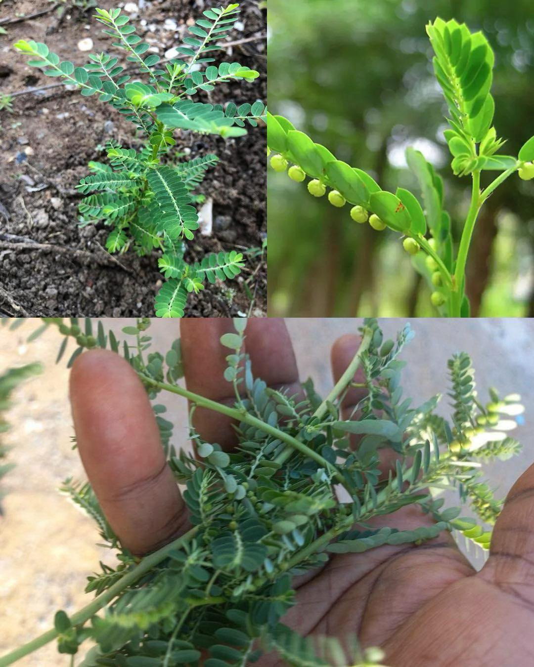 Stone Breaker (Phyllanthus niruri): A Miracle Herb with 25 Benefits and Practical Ways to Use It ...