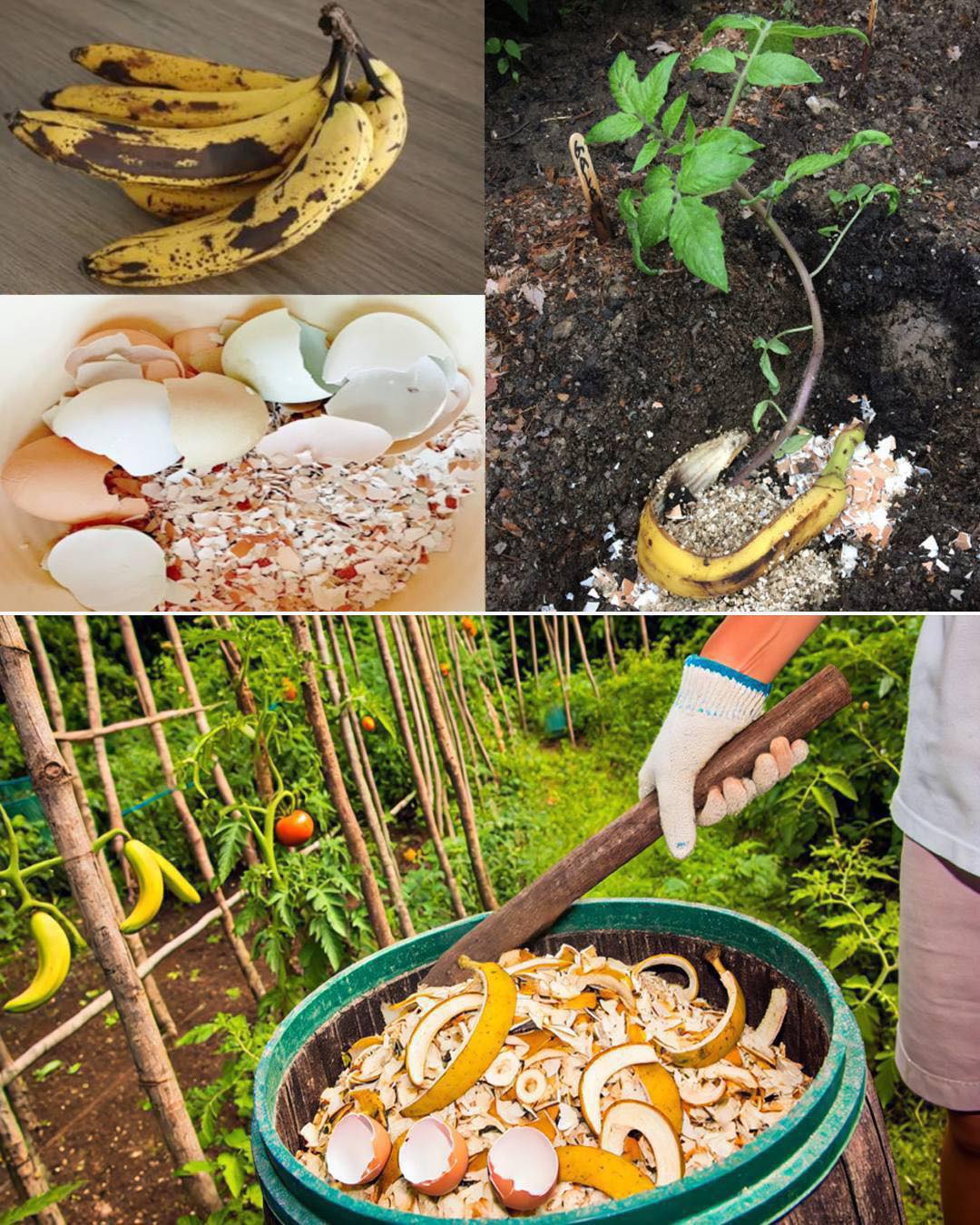 10 Best Homemade Fertilizers for plants easy to find at home - News