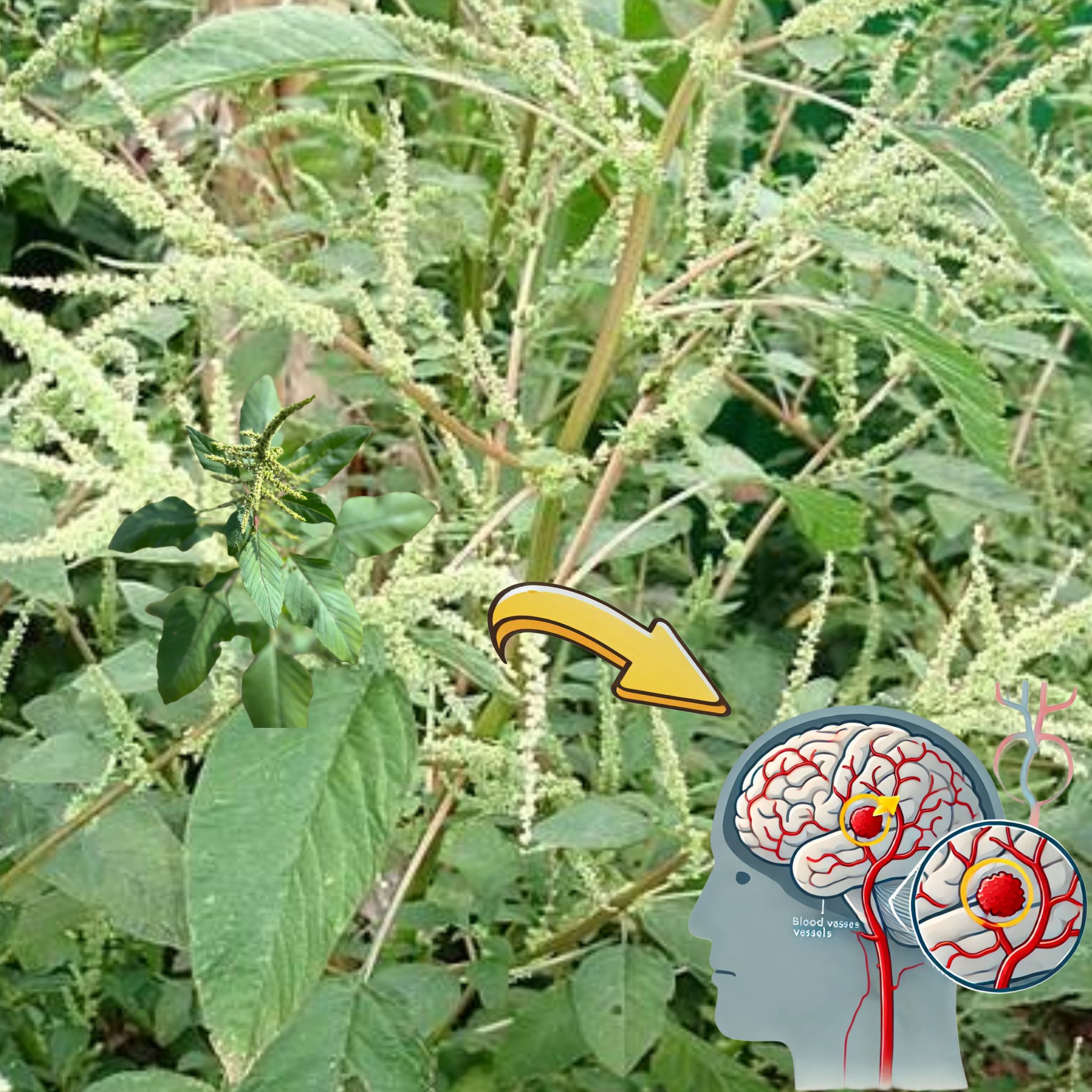 Bledo Blanco: The Overlooked Superfood and Brain Booster - News