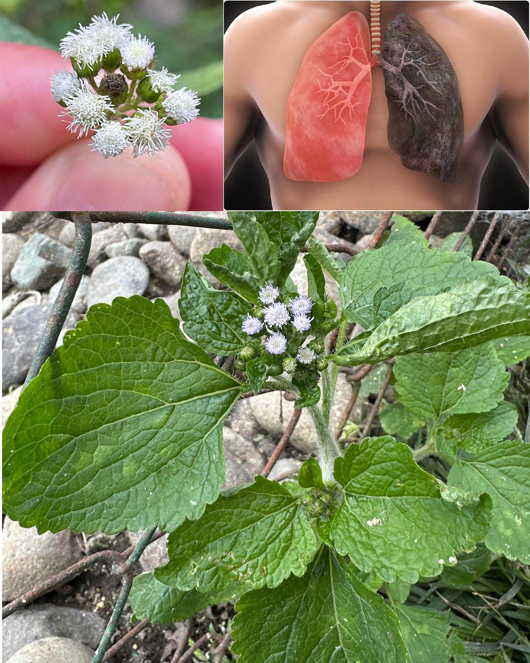 Ageratum conyzoides (Billygoat Weed): 15 Incredible Benefits and How to Use It - News