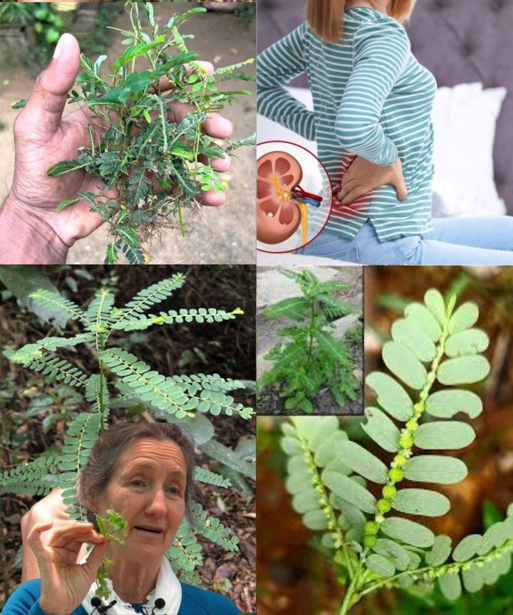 The Stonebreaker Plant (Phyllanthus niruri): Nature’s Remedy for Liver ...
