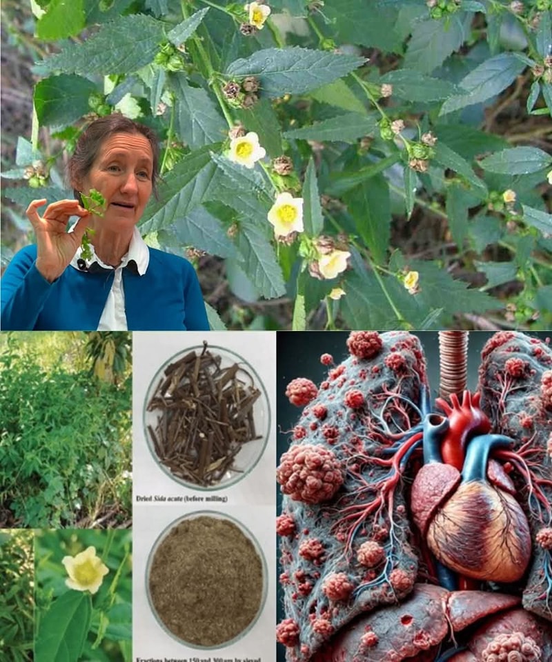 10 remarkable health benefits of amaranth that you need to know, more ...