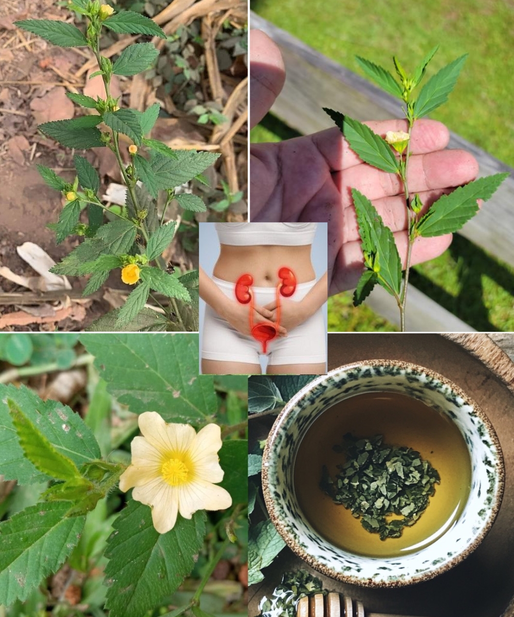 Sida Acuta: The Powerful Herb You Never Knew You Needed - News