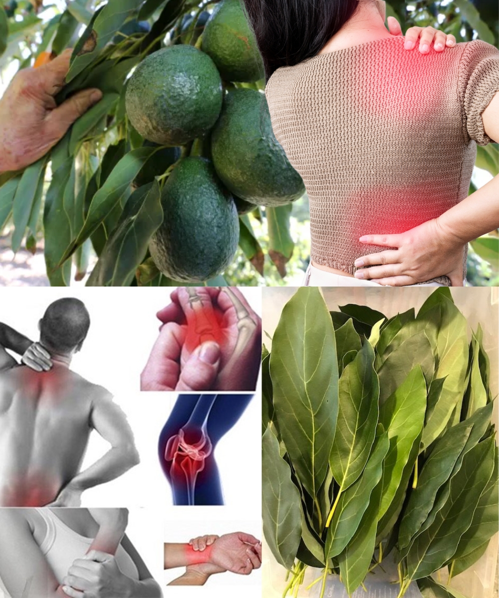 Natural Kidney Healing Remedy: How Mango and Avocado Leaves Can Support ...