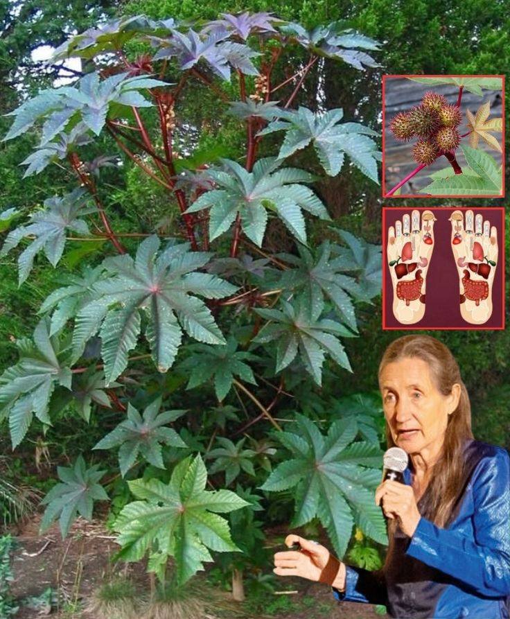 Everything You Need to Know About the Healing Properties of Castor ...