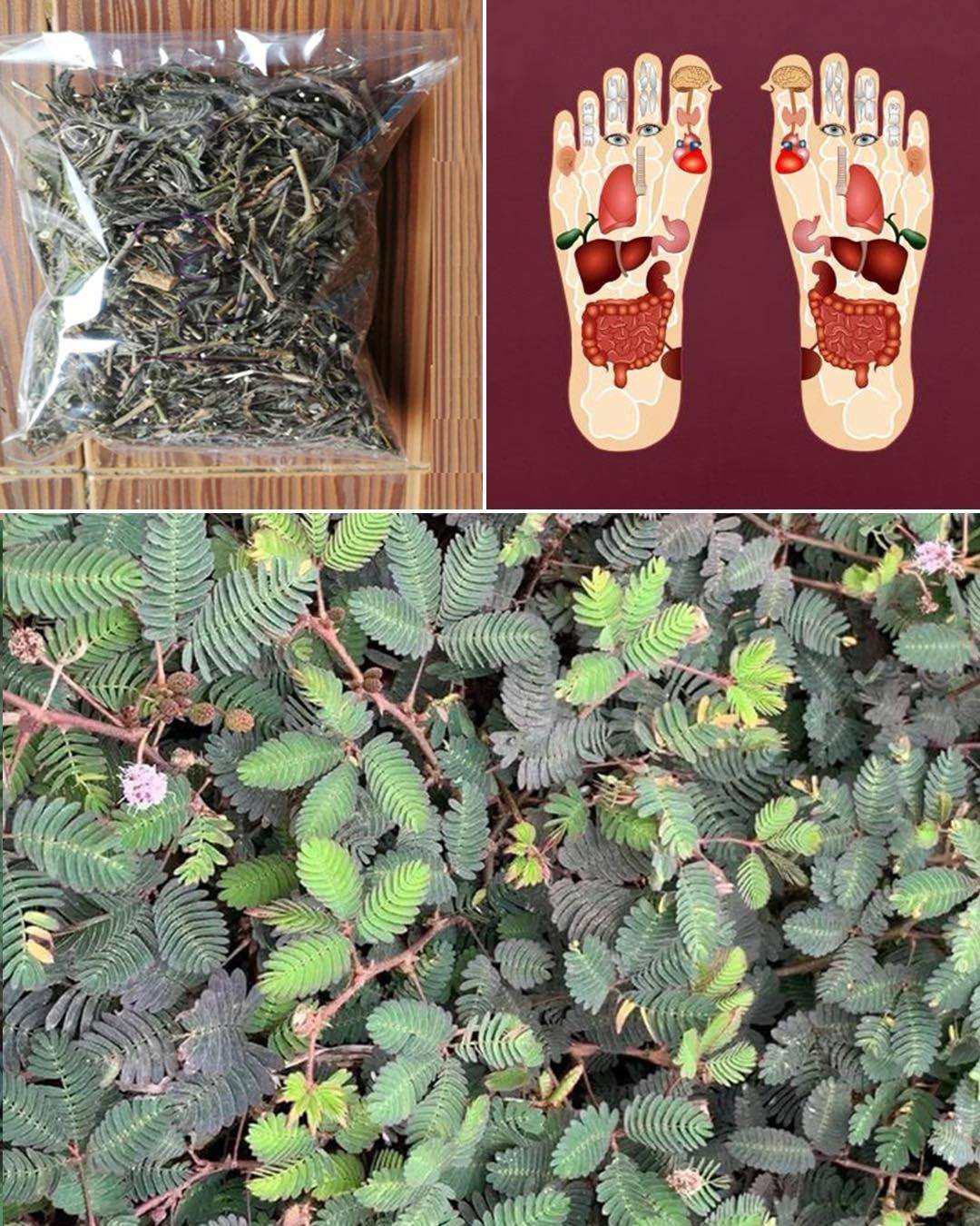 The Remarkable Health Benefits of Mimosa Pudica: Nature’s Healing Herb ...