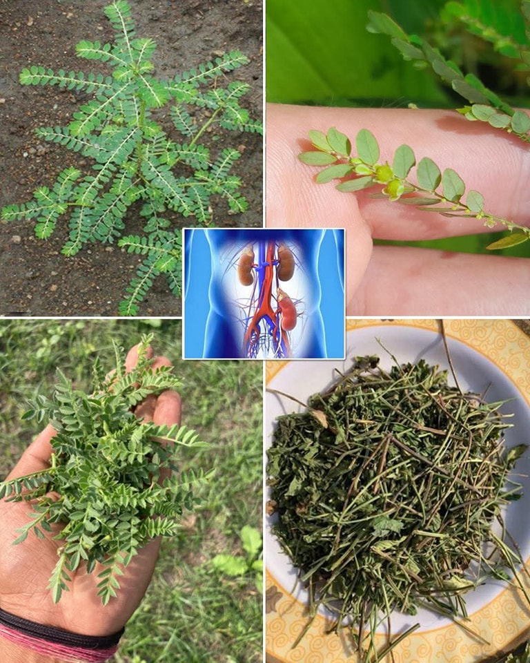 The Power of Chanca Piedra: 10 Benefits and Uses - News