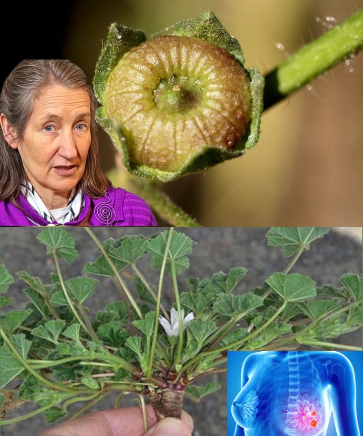 Unlocking the Secret Health Benefits of Common Mallow: Nature’s Wonder ...