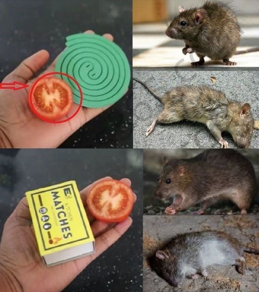 Mouse Repellent: 7 Natural Tips to Keep Mice Out of Your Home (Matches ...