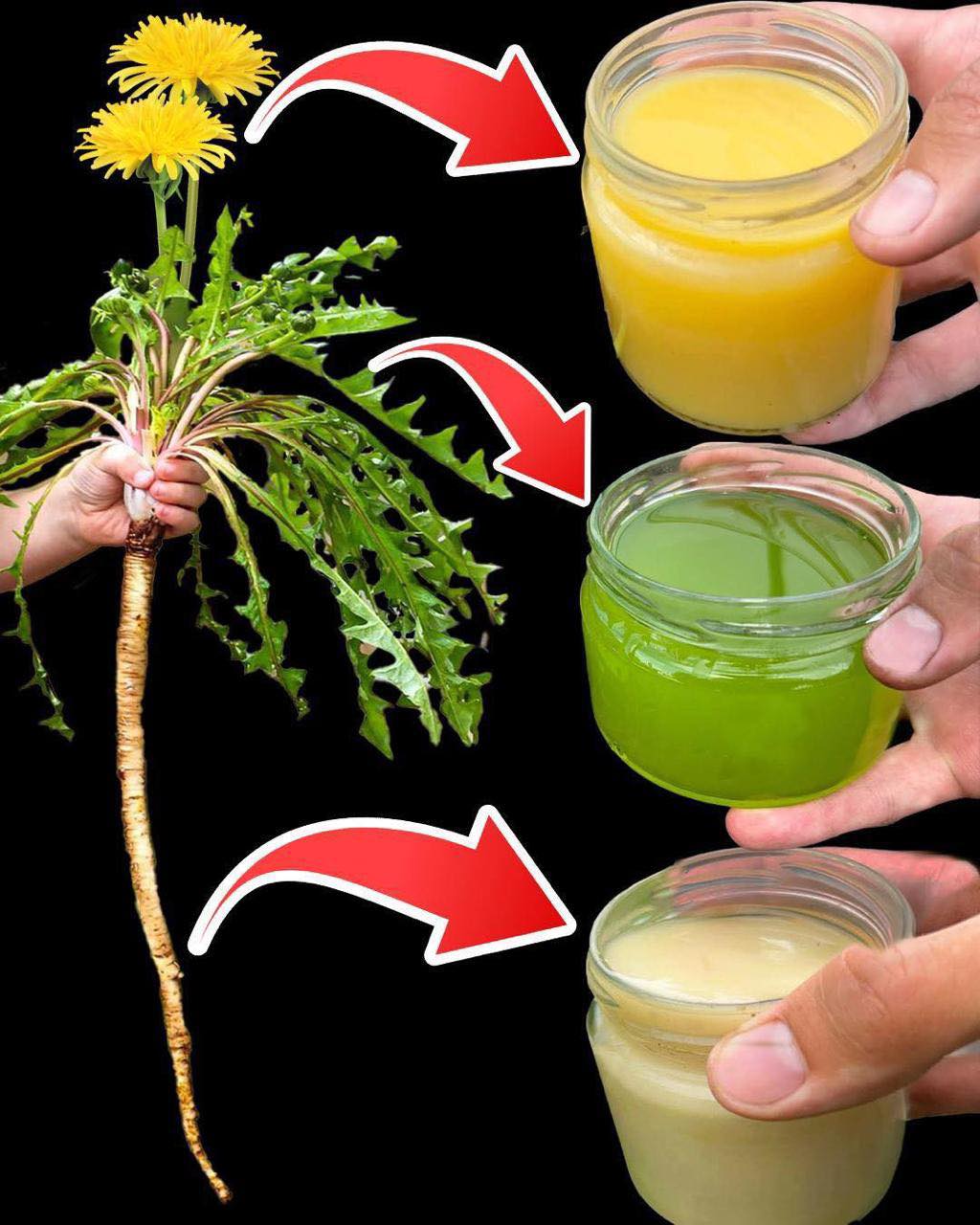 The Mighty Dandelion: Nature’s Hidden Treasure - News