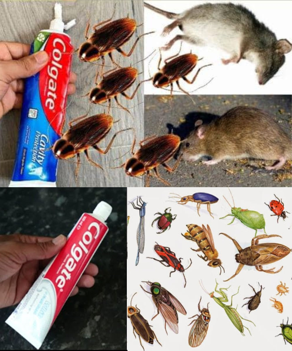 Berhentilah membuang-buang uang untuk racun tikus, kecoa, dan semut ...