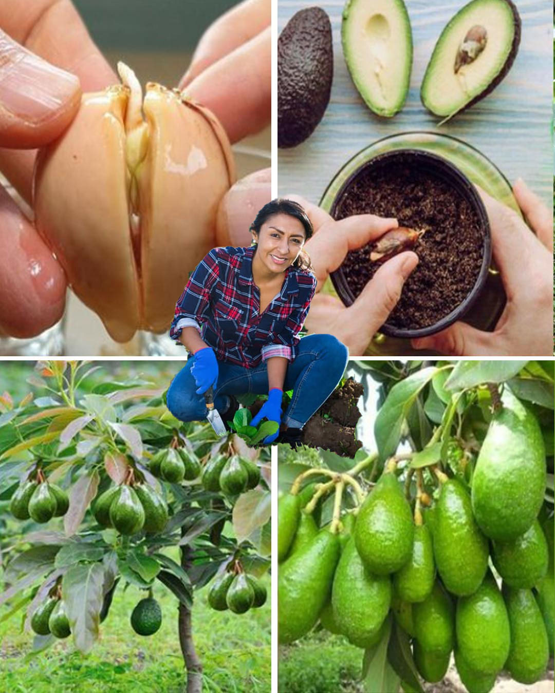 Stop Buying Avocados Now: Here's How You Can Grow A Fruitful Avocado ...