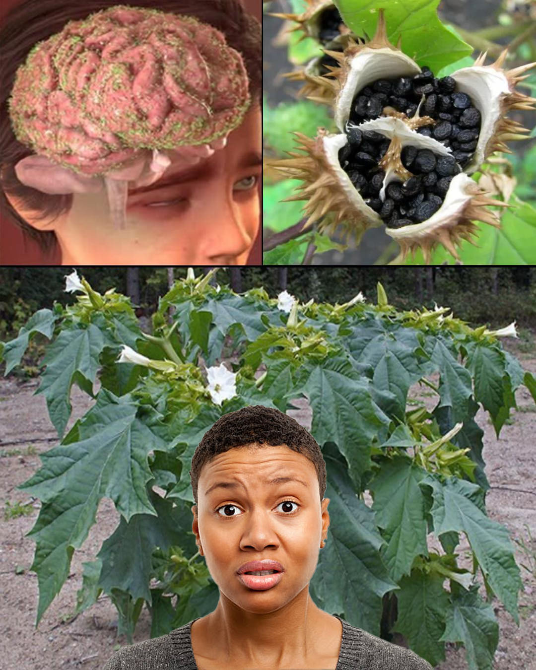 It grows everywhere, but this stunning plant hides a dark and dangerous ...