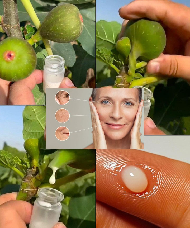 The Hidden Power of Fig Tree Sap: A Skincare Formula That's on a Par ...