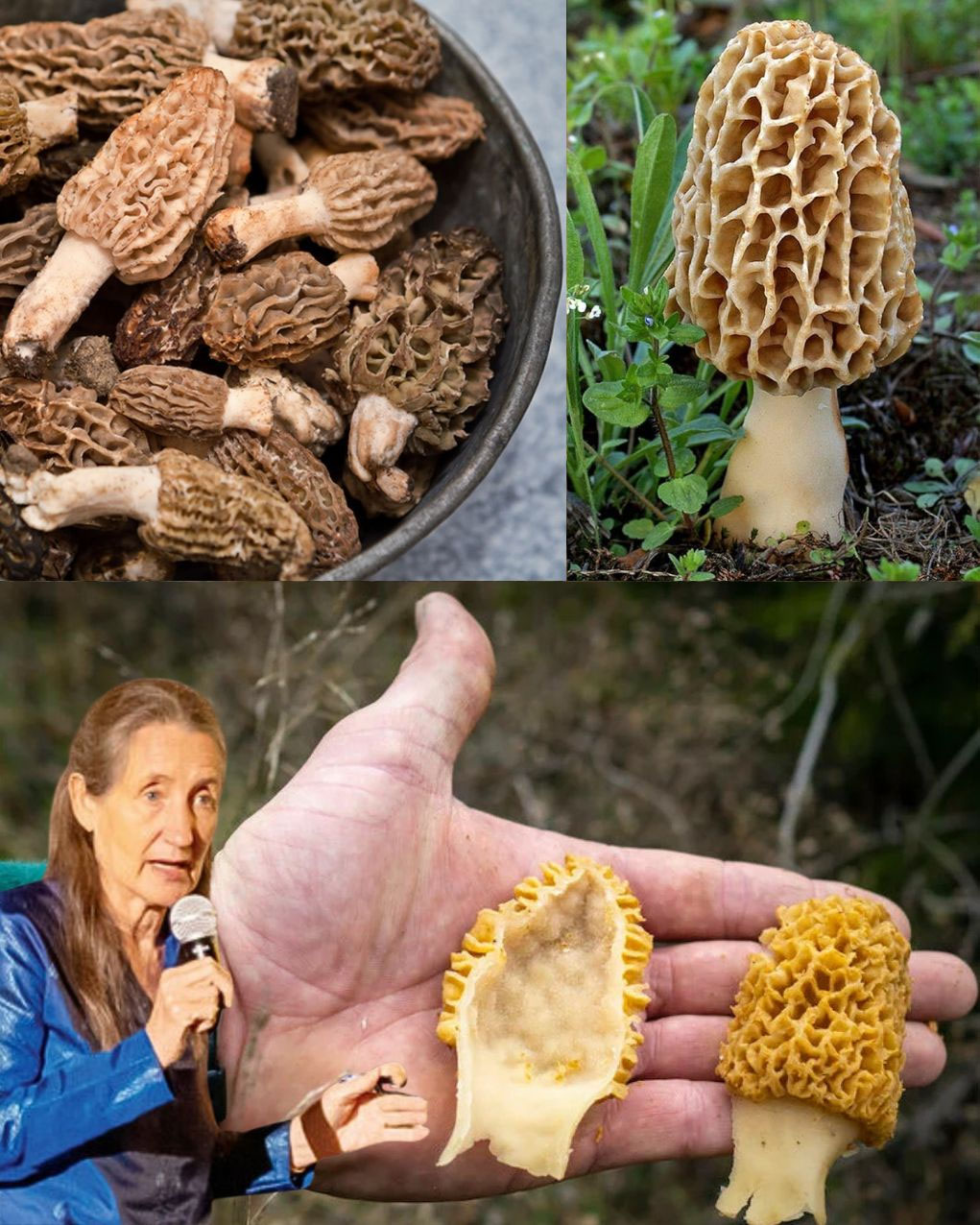 Discovering Morel Mushrooms: Types, Benefits, and Safe Consumption/hi ...