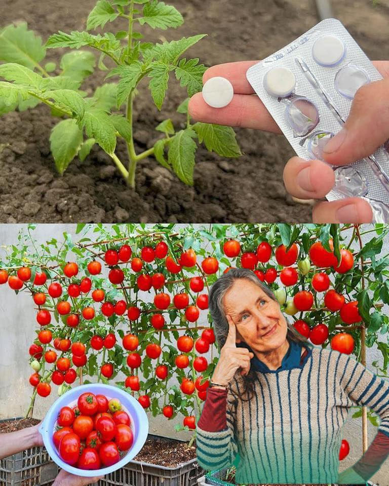 Cara Menanam Tomat dengan Cepat dan Mendapatkan Panen Besar di Rumah Hanya dengan Satu Pil Ini ...