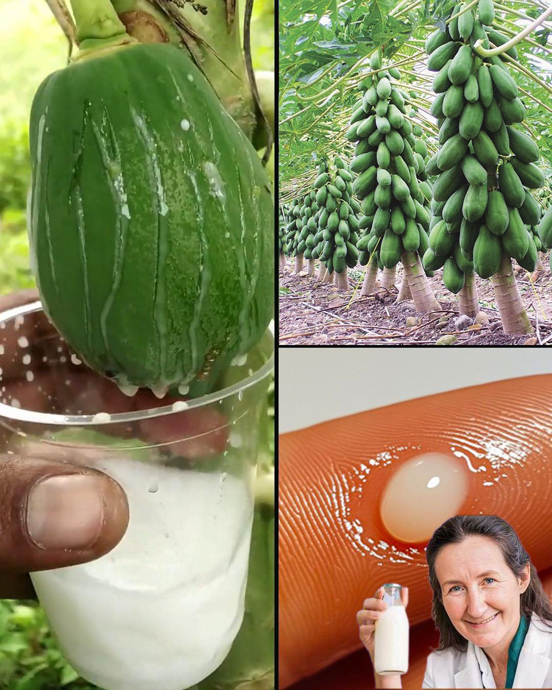 The Amazing Benefits of Fig Sap: Nature’s Hidden Elixir/hi - News