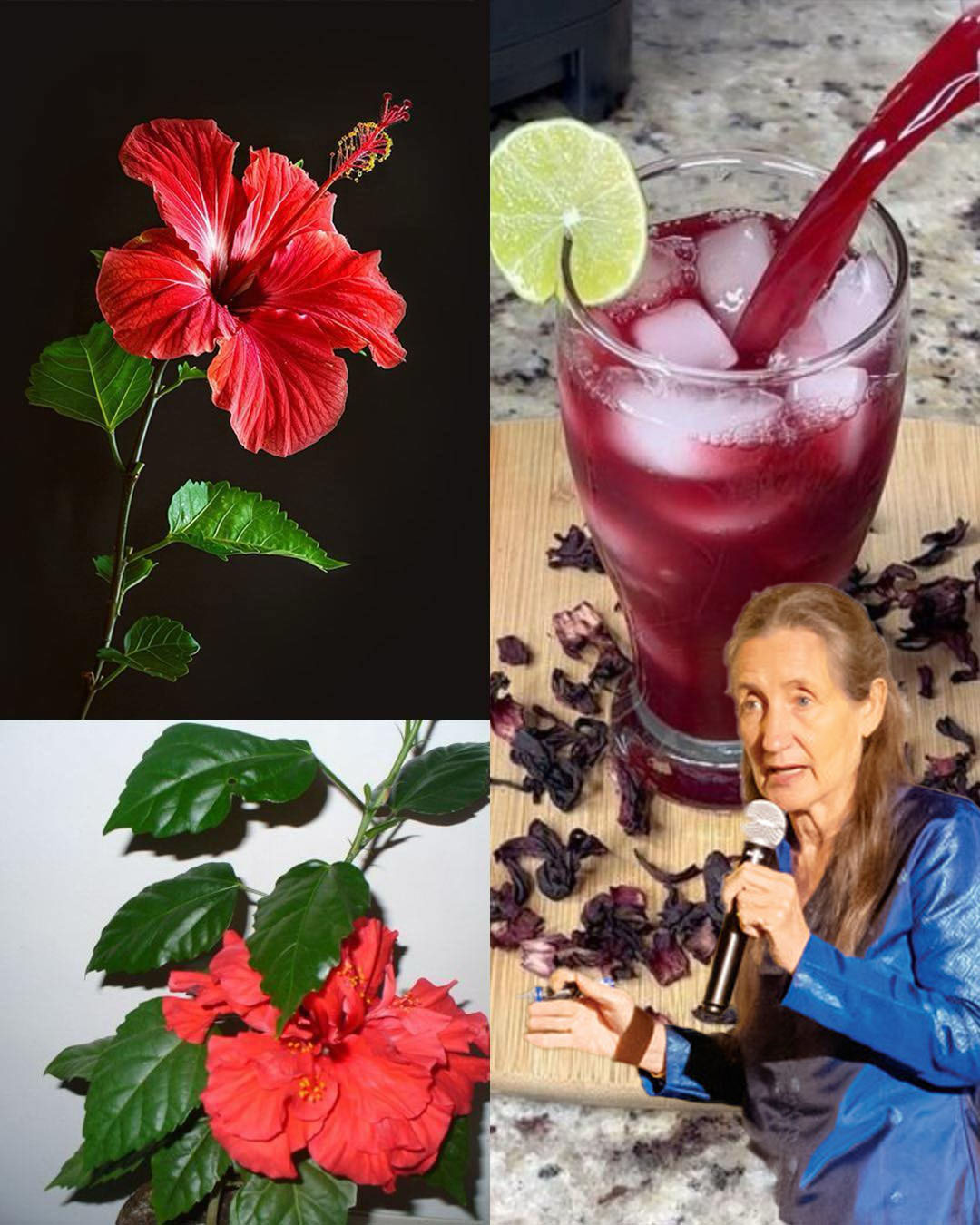 Hibiscus Leaves and Flowers: Benefits and Homemade Uses/hi - News