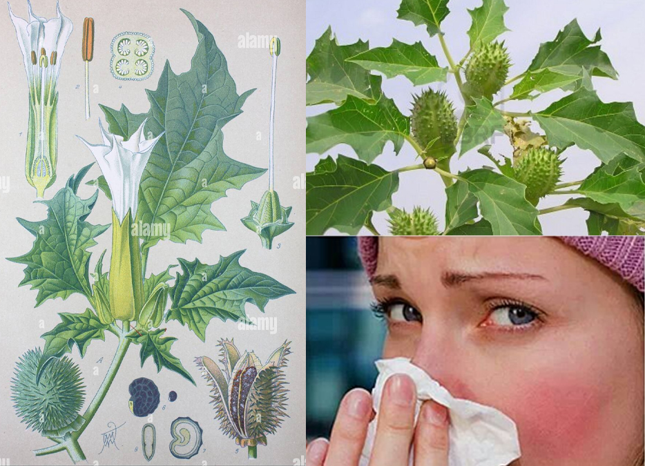 The Dangerous Allure of Datura – A Beautiful Plant with Hidden Perils /dn - News