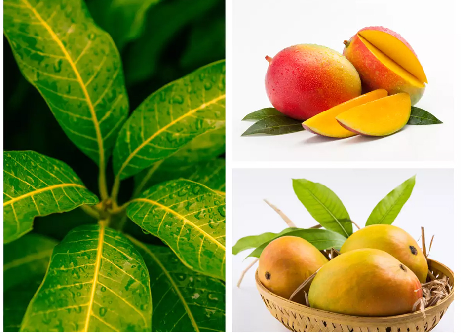 The Hidden Benefits of Mango Leaves: A Natural Remedy for Wellness /dn ...