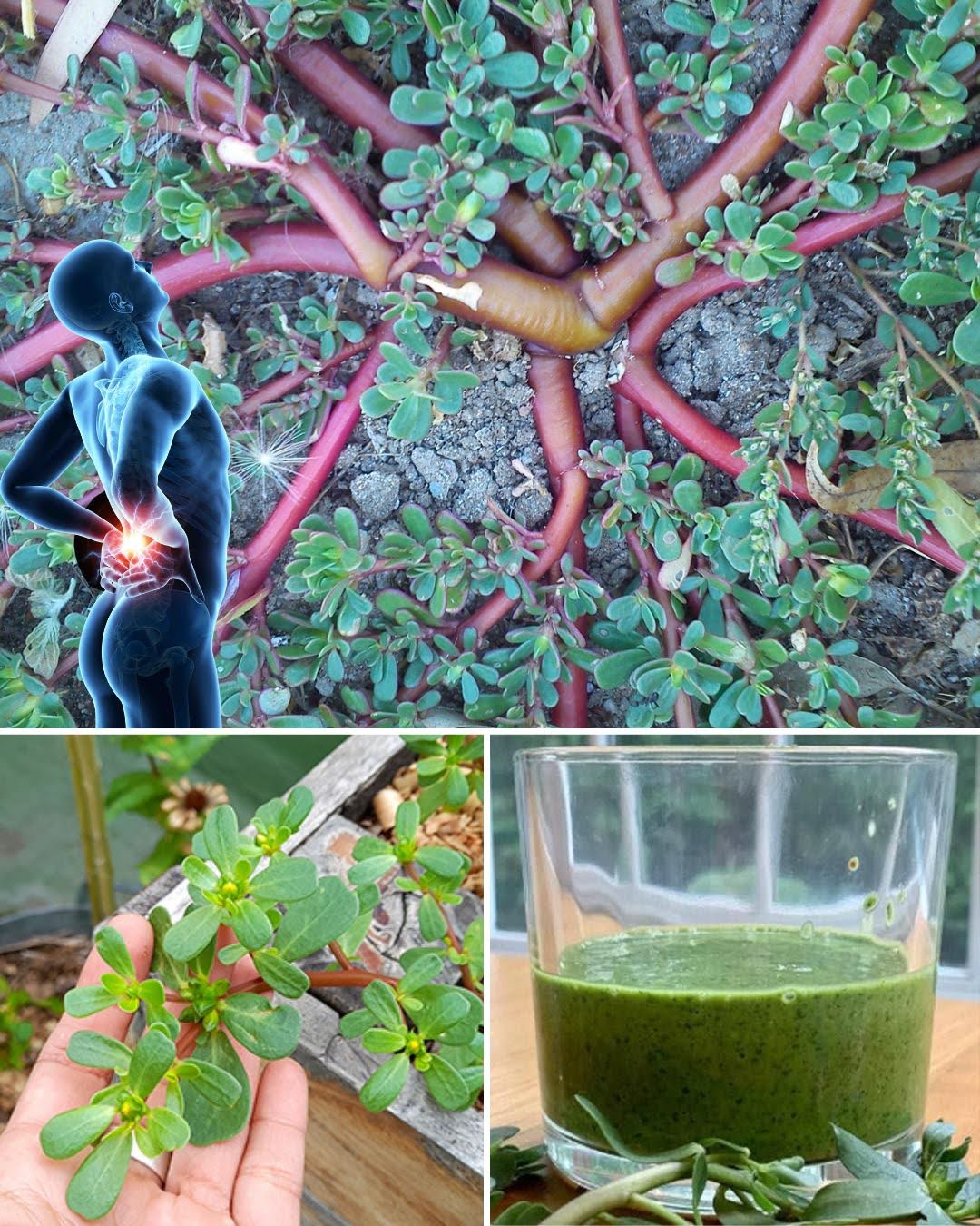 The Benefits of Purslane and How to Use It Properly - News