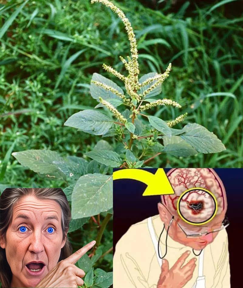 Discover the Hidden Gem in Your Garden: Bledo Blanco – The Overlooked ...