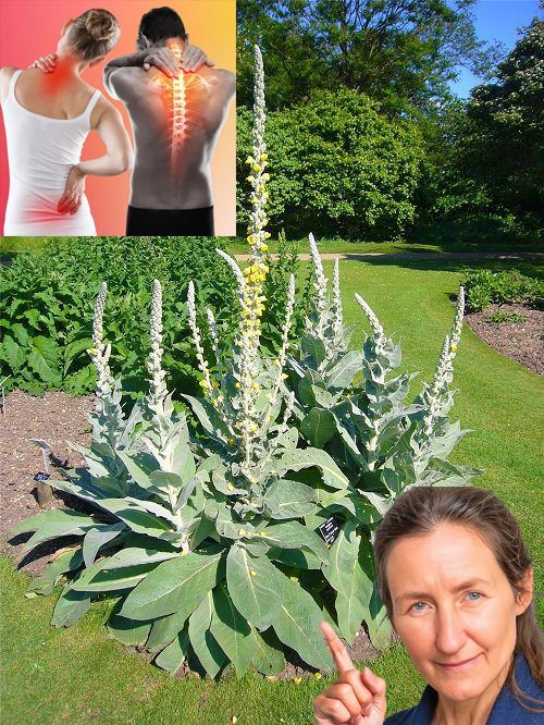 Mullein: Unlocking the Healing Power of Its Leaves, Flowers, and Roots ...