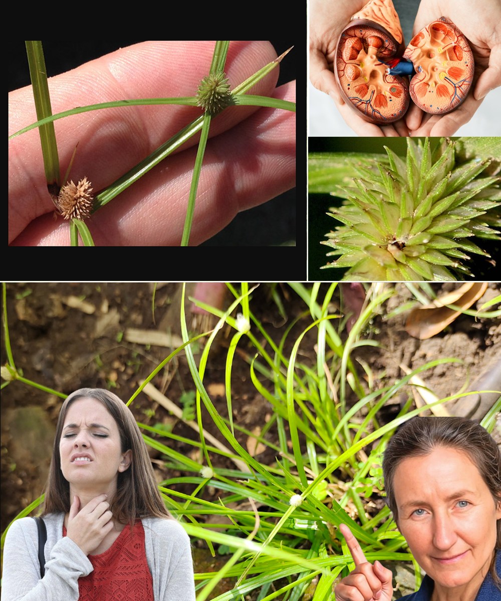 Kyllinga Brevifolia: Nature’s Underrated Healer for Holistic Health and ...